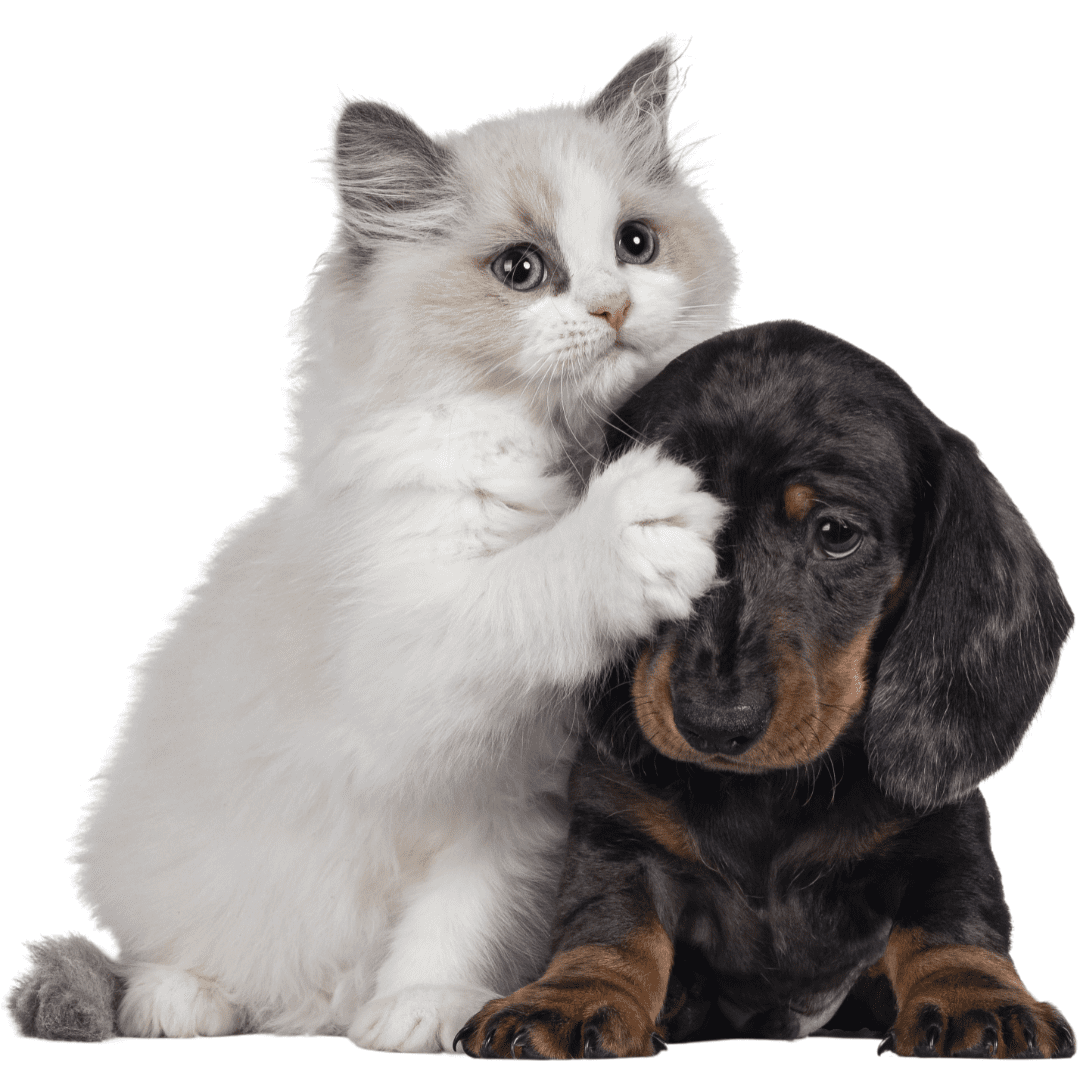 The Ultimate Guide to a Pet Friendly Home and Garden - When Nina Met Ellie